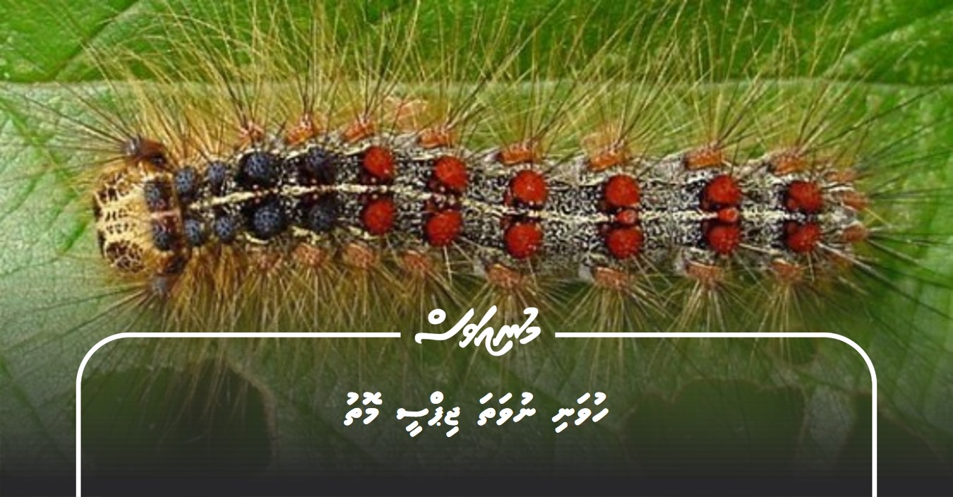 HUVANI nuvatha Gypsy moth | MUNIAVAS