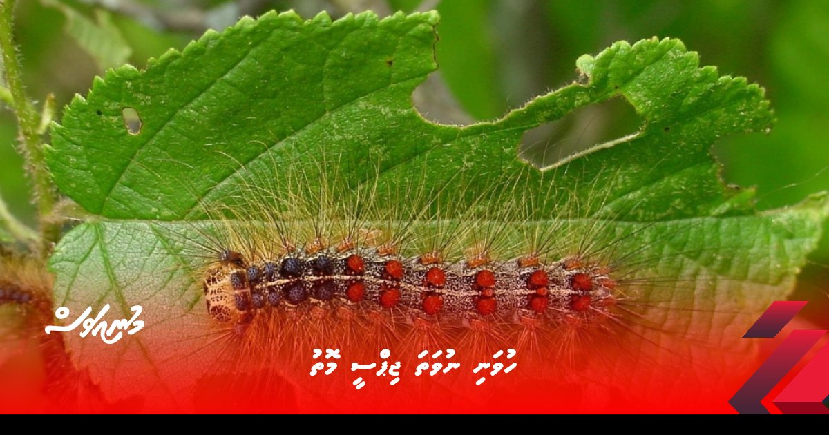 Huvani nuvath Gypsy Moth | MUNIAVAS